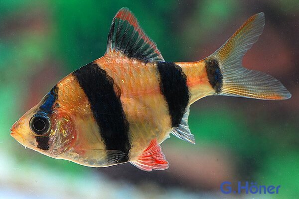 Zierfischwelt24.de Barben Online kaufen